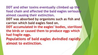 Effect of biomagnification on Human .pdf