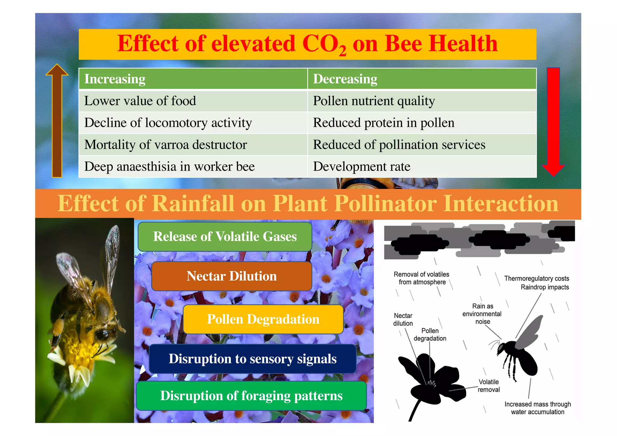 Effect of Climate Change on Bees & Mitigation .pdf