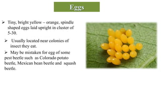 Effect of climate change on predatory lady bird beetle and their ...