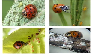 Effect of climate change on predatory lady bird beetle and their ...