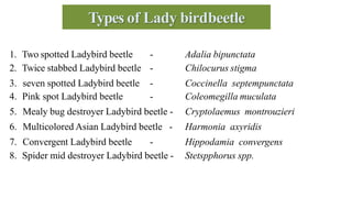 Effect of climate change on predatory lady bird beetle and their ...