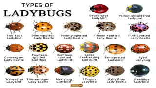 Effect of climate change on predatory lady bird beetle and their ...