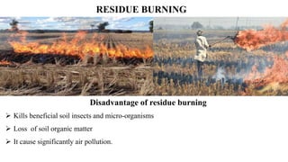 Effect of Crop Residue Management in Rice-Wheat Cropping System.pptx