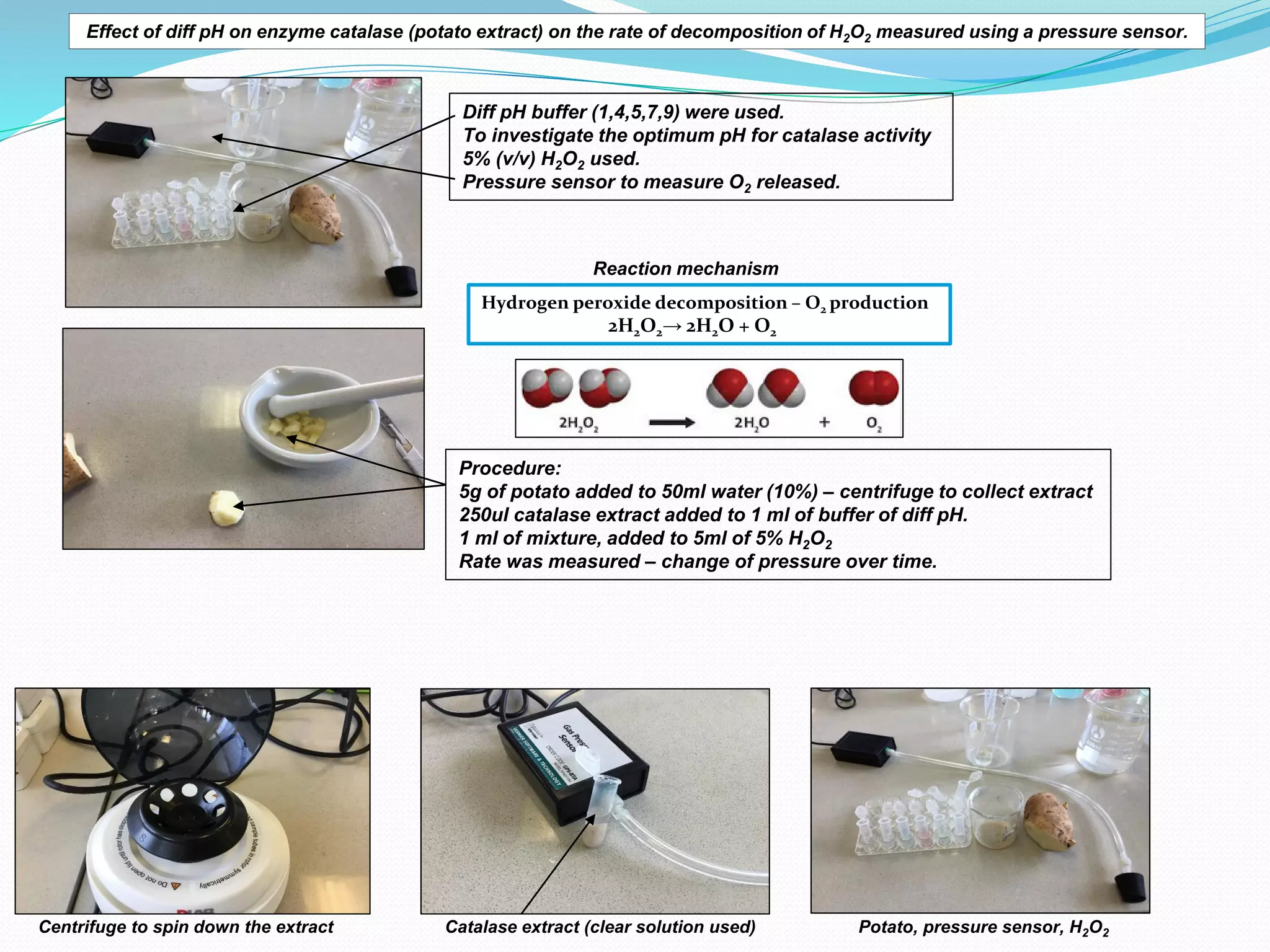 IA on effect of different pH on enzyme catalase (potato extract) on the ...