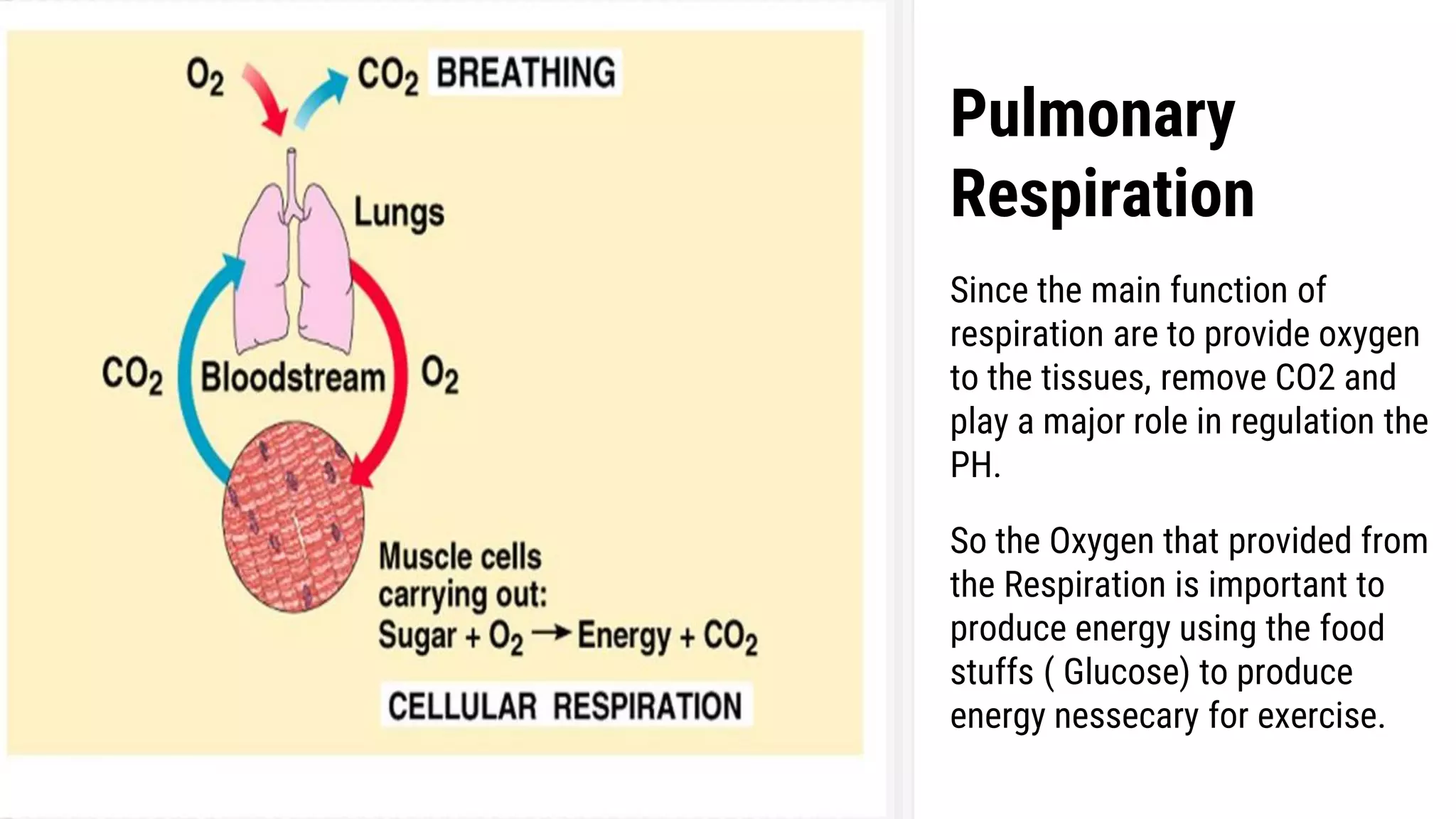 Effect of exercise on respiration.pdf