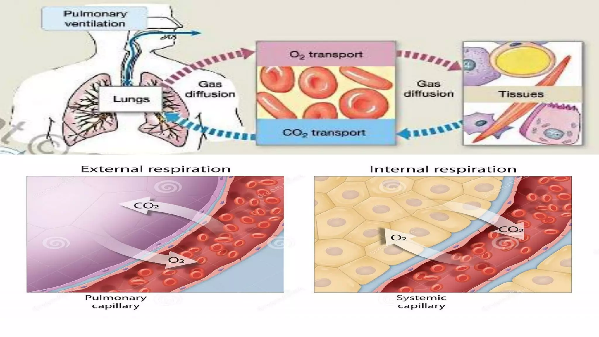 Effect of exercise on respiration.pdf