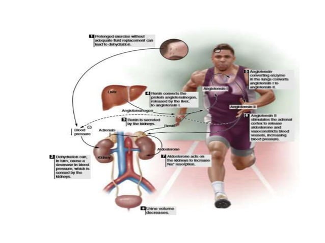 effect of ex on various systems , adaptations.pptx | Endocrine and ...