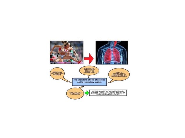 effect of ex on various systems , adaptations.pptx | Endocrine and ...