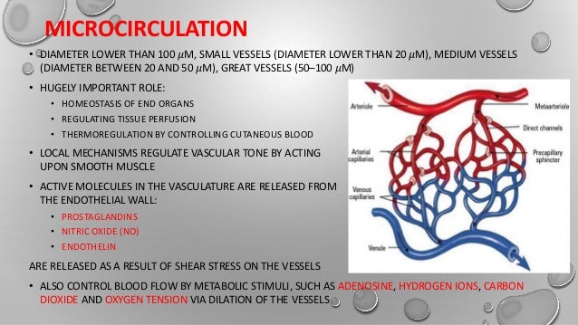 Effect Of Fluid On Macro And Microcirculation