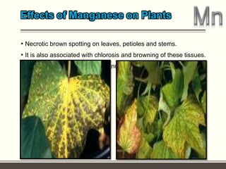 Effect of Heavy Metals on Plants | PPT