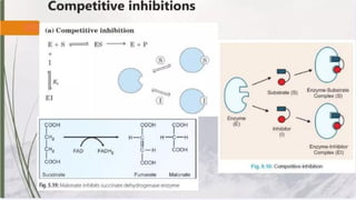 EFFECT OF INHIBITORS ON THE RATE OF ENZYMATIC REACTIONS.pptx