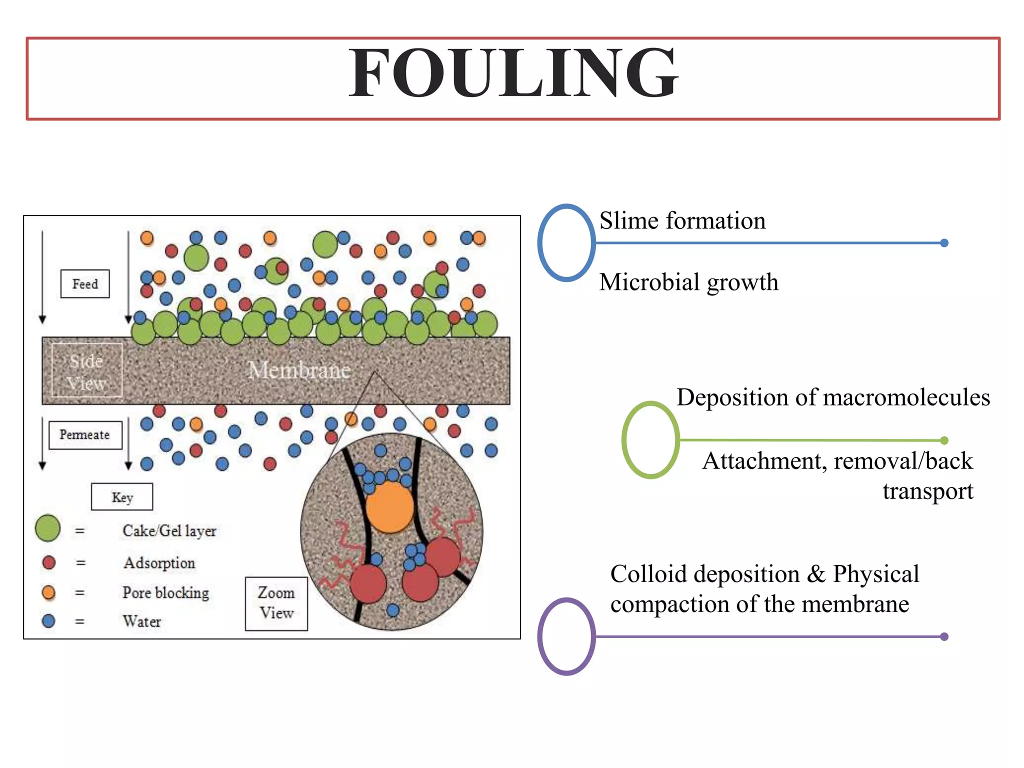 Effect of milk constituents on membrane process | PPTX
