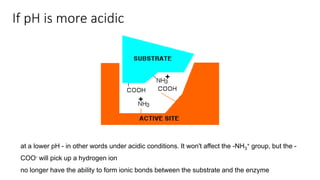 Effect of pH and temperature on enzyme activity notes | PDF