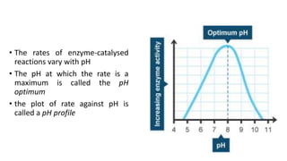 Effect of pH and temperature on enzyme activity notes | PDF
