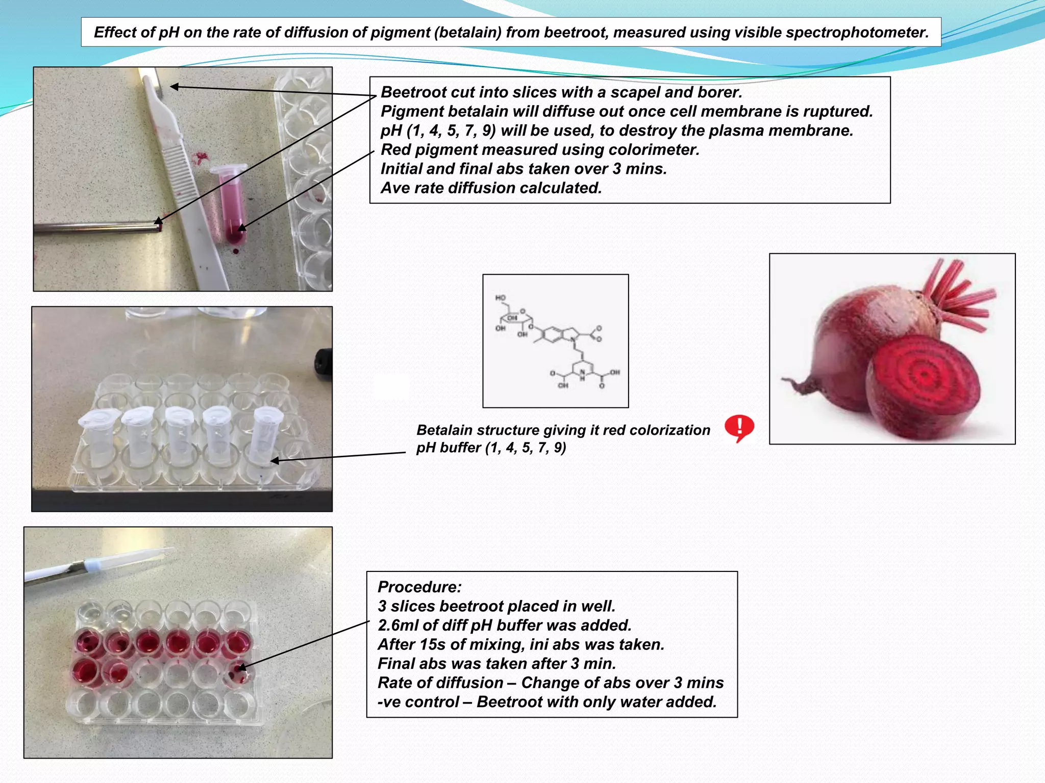 IA on effect of pH on the rate of diffusion of pigment (betalain) from ...
