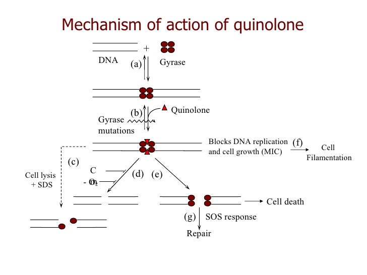 Effect Of Quinolones On Induced Bacterial Resistance1