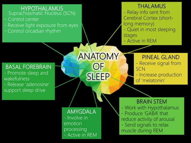 Effect of sleep deprivation on brain | PPT