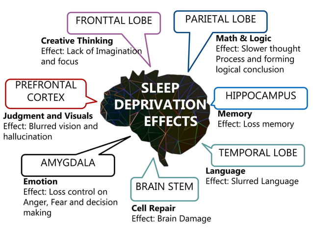 Effect of sleep deprivation on brain | PPT