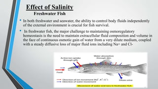 Effect of Temperature and salinity change in metabolic.pptx