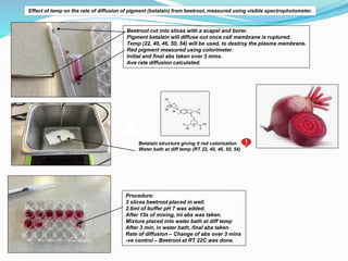 IA on effect of temp on the rate of diffusion of pigment (betalain ...