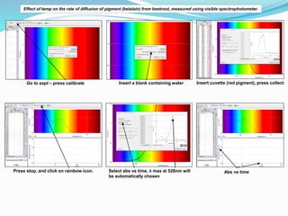 IA on effect of temp on the rate of diffusion of pigment (betalain ...