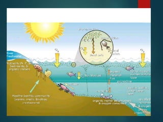 Thermal Pollution Diagram