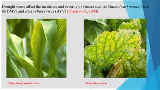EFFECT OF WEATHER FACTORS ON PLANT DISEASE DEVELOPMENT | PDF