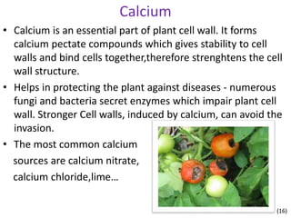 Effect of environment and nutrition on plant disease development | PPTX