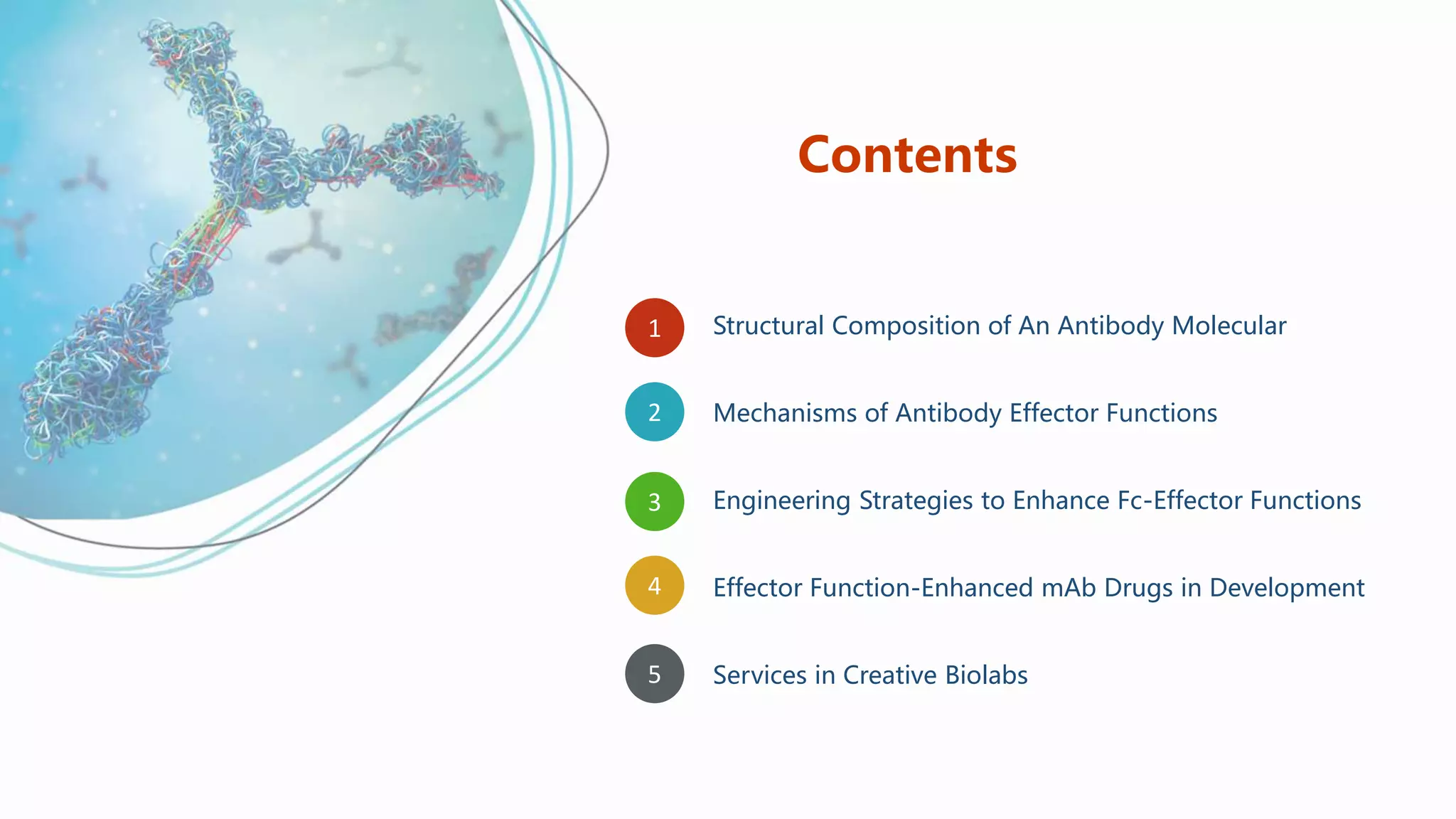 Effector Functions-enhanced Antibodies - Creative Biolabs | PPTX