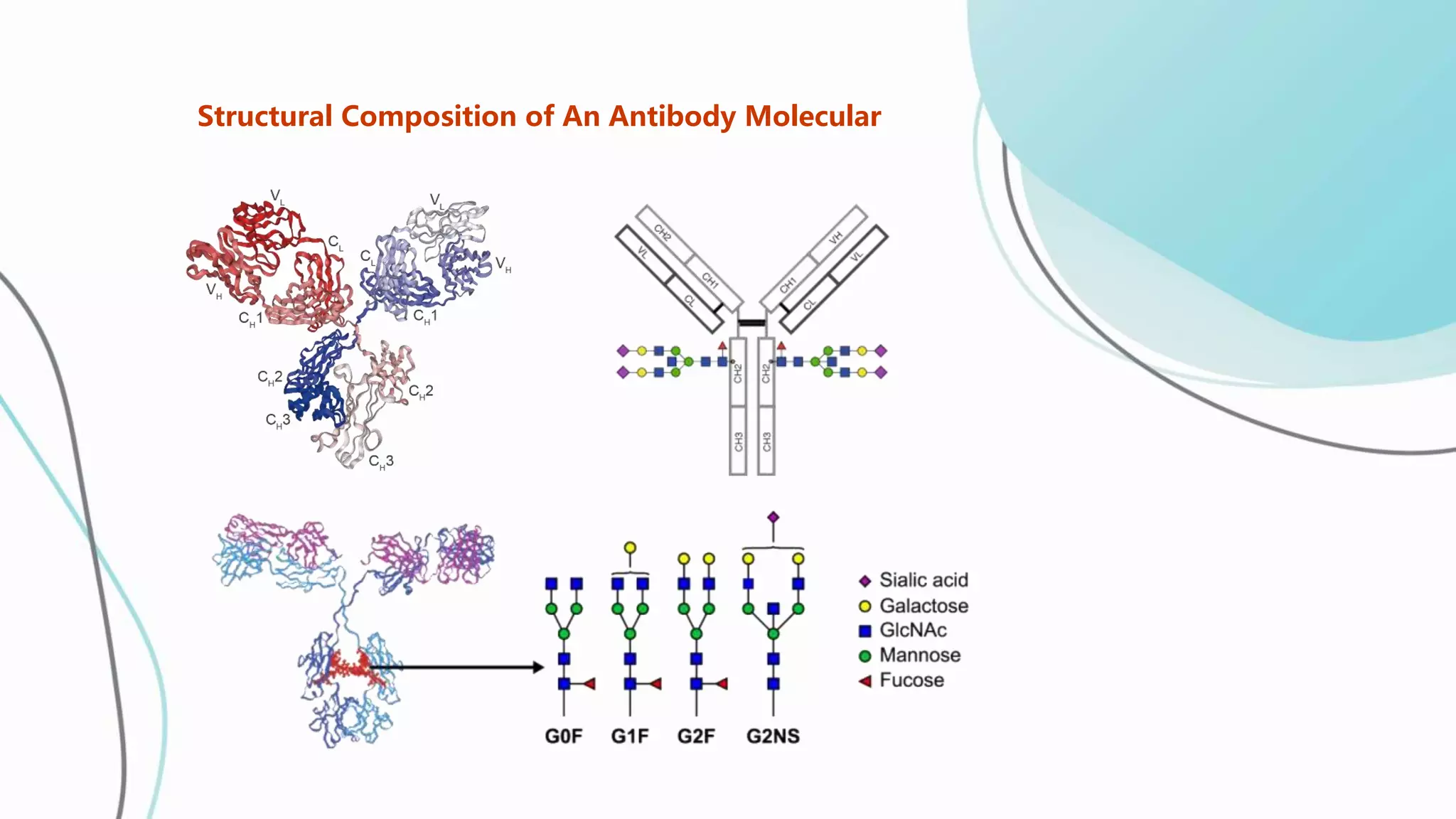 Effector Functions-enhanced Antibodies - Creative Biolabs | PPTX