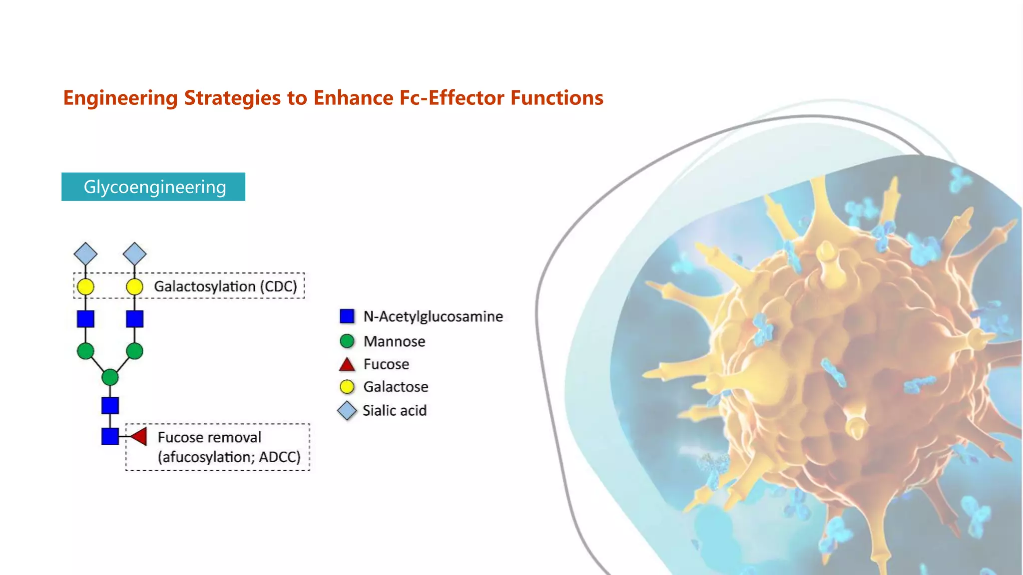 Effector Functions-enhanced Antibodies - Creative Biolabs | PPTX