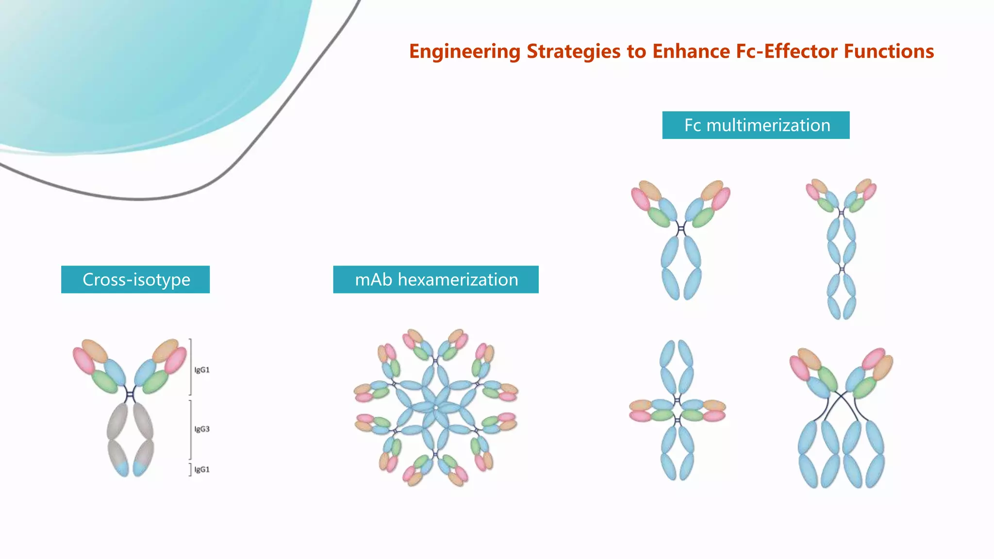 Effector Functions-enhanced Antibodies - Creative Biolabs | PPTX
