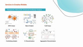 Effector Functions-enhanced Antibodies - Creative Biolabs | PPTX