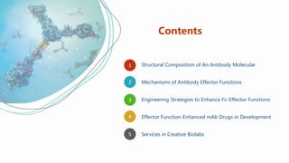 Effector Functions-enhanced Antibodies - Creative Biolabs | PPTX