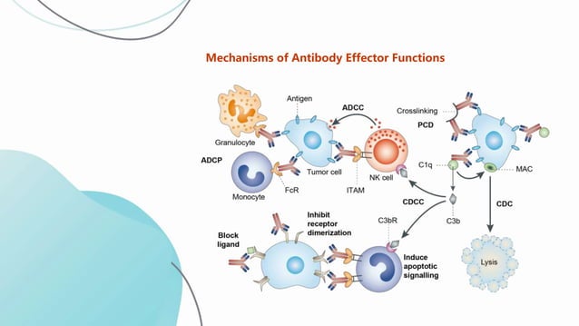 Effector Functions-enhanced Antibodies - Creative Biolabs | PPT