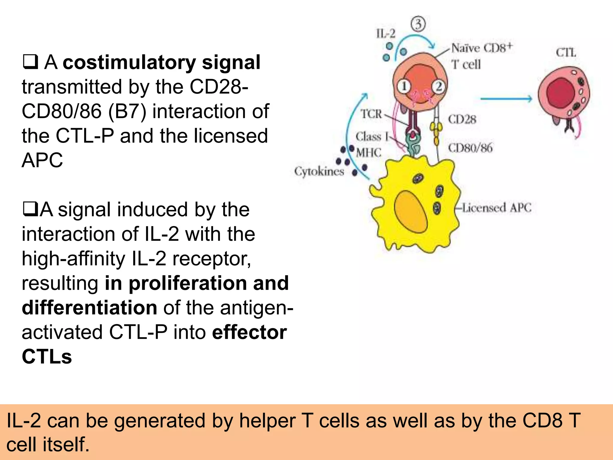 Effector functions of immune system | PPTX