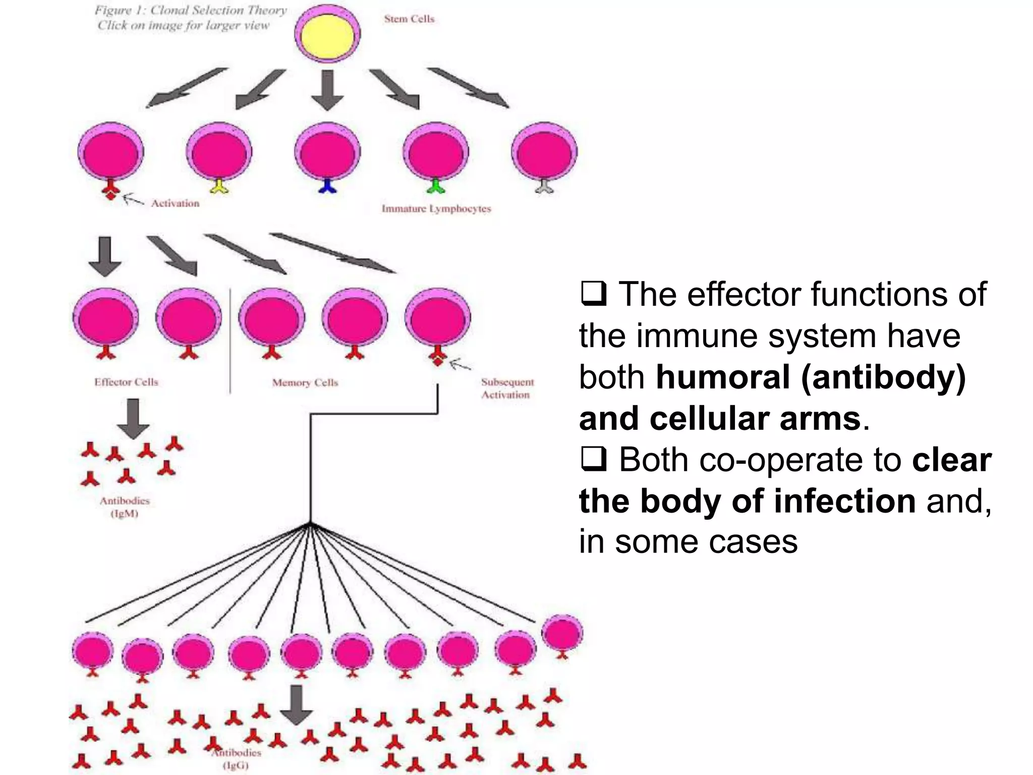Effector functions of immune system | PPTX