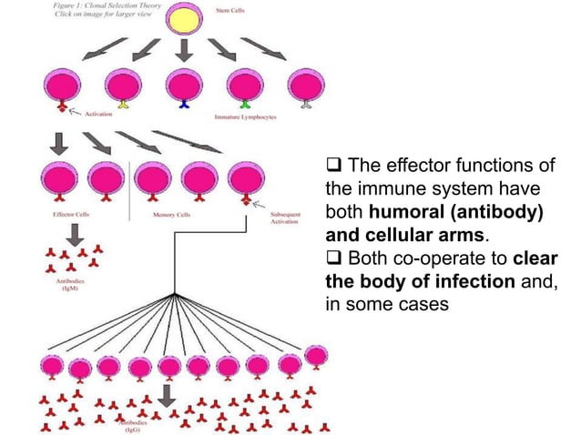 Effector functions of immune system | PPTX | Infectious Diseases ...