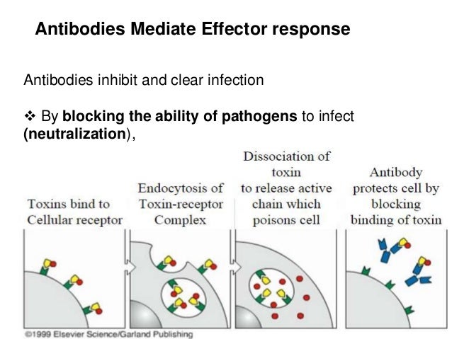 Effector functions of immune system