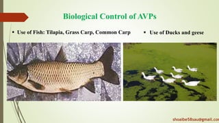 Effects and control of aquatic vascular plants | PPTX