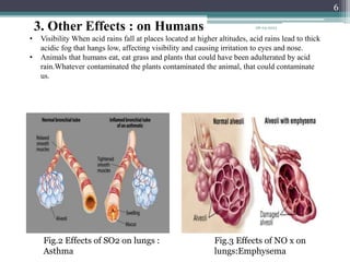 Acid Rain Effects On Humans Lungs