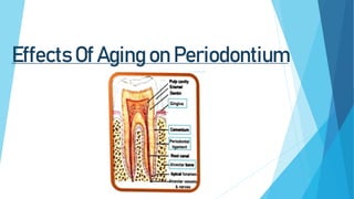 Effects Of Aging on Periodontium.pptx