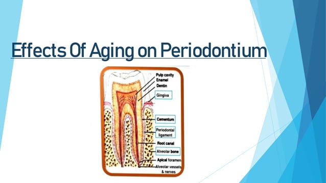 Effects Of Aging on Periodontium.pptx | Oral care | Personal Care