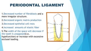 Effects Of Aging on Periodontium.pptx