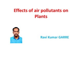 Air Pollution Effects On Plants