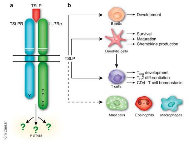 Effects of an anti tslp antibody on allergen-induced asthmatic