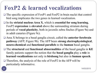 FoxP2 and language | PPTX | Brain and Nervous System Disorders ...