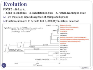 FoxP2 and language | PPTX | Brain and Nervous System Disorders ...