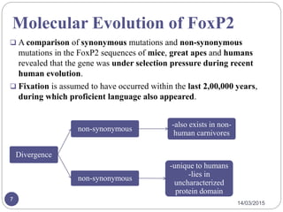 FoxP2 and language | PPTX | Brain and Nervous System Disorders ...