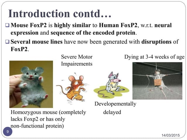 FoxP2 and language | PPTX | Brain and Nervous System Disorders ...